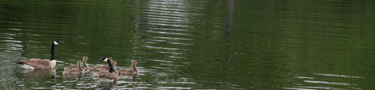 Contact | Geese Police Indiana